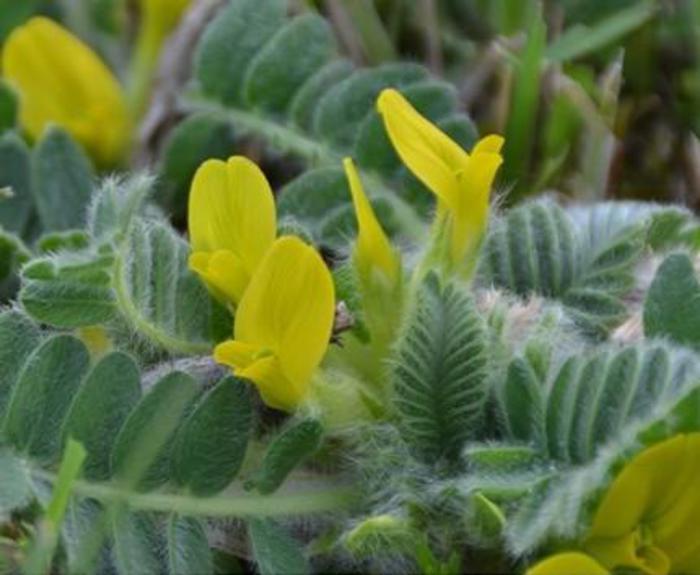 NEL PARCO NAZIONALE D'ABRUZZO SCOPERTA FLORA TIPICA DELLA STEPPA ...