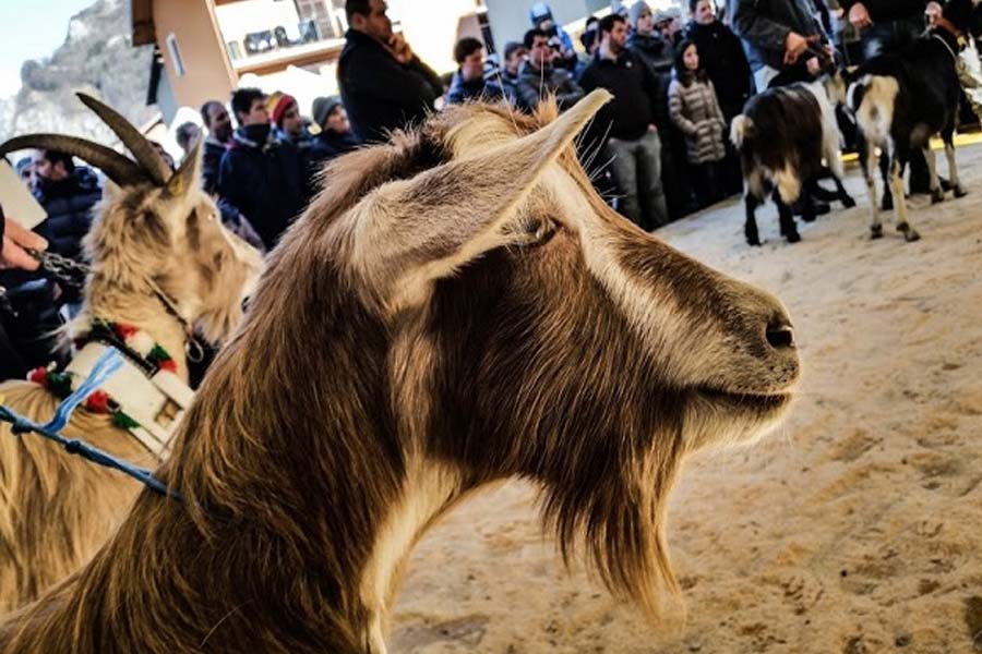 A BEFFI LA FIERA DELLA CAPRA - Virtù Quotidiane - Il quotidiano ...