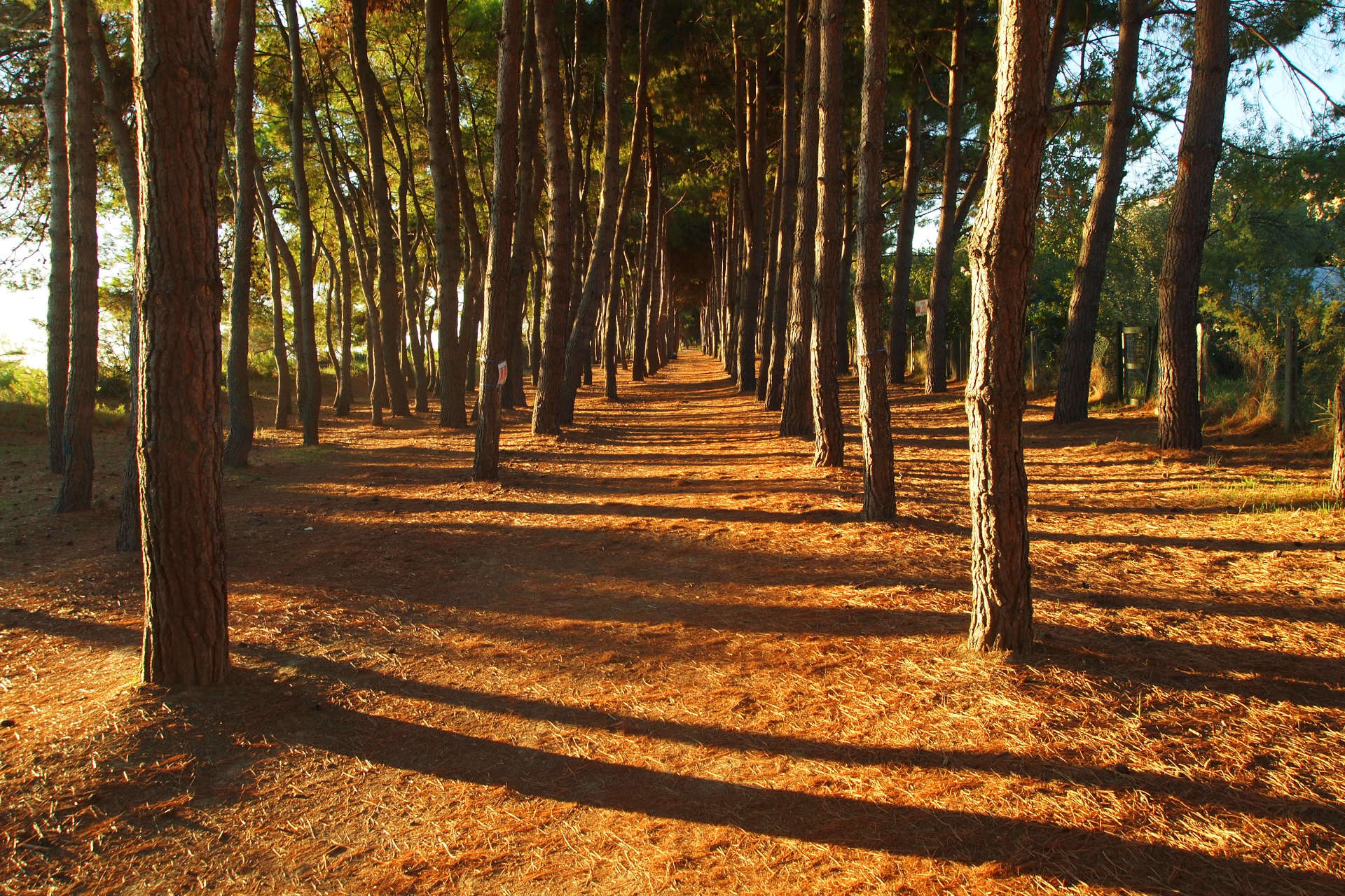 PINETO TRA LE METE ESTIVE PIÙ ECONOMICHE D'ITALIA - Virtù Quotidiane ...