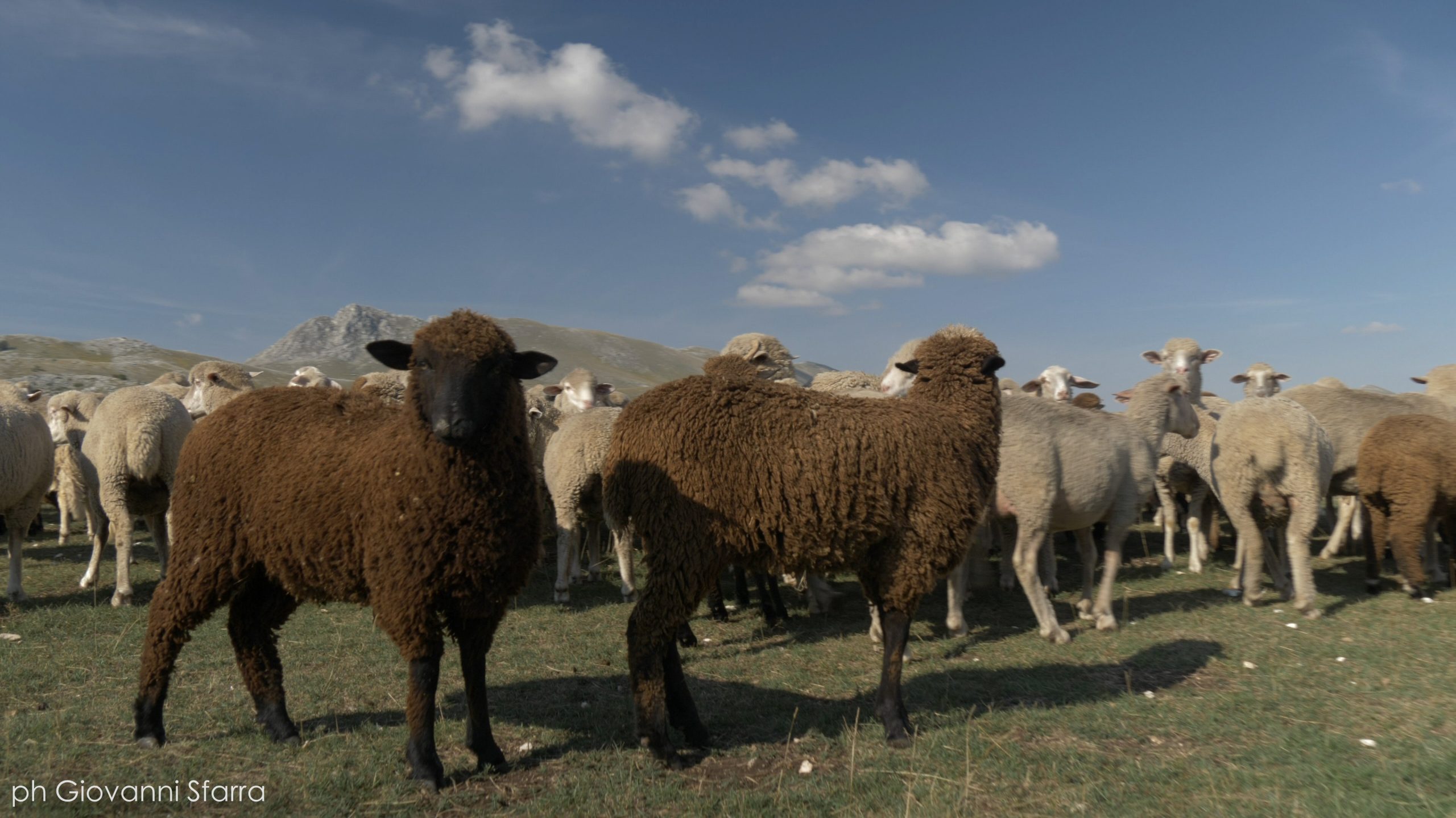 CON GIULIO PETRONIO A CASTEL DEL MONTE UN GREGGE DI PECORE NERE PER UNA ...